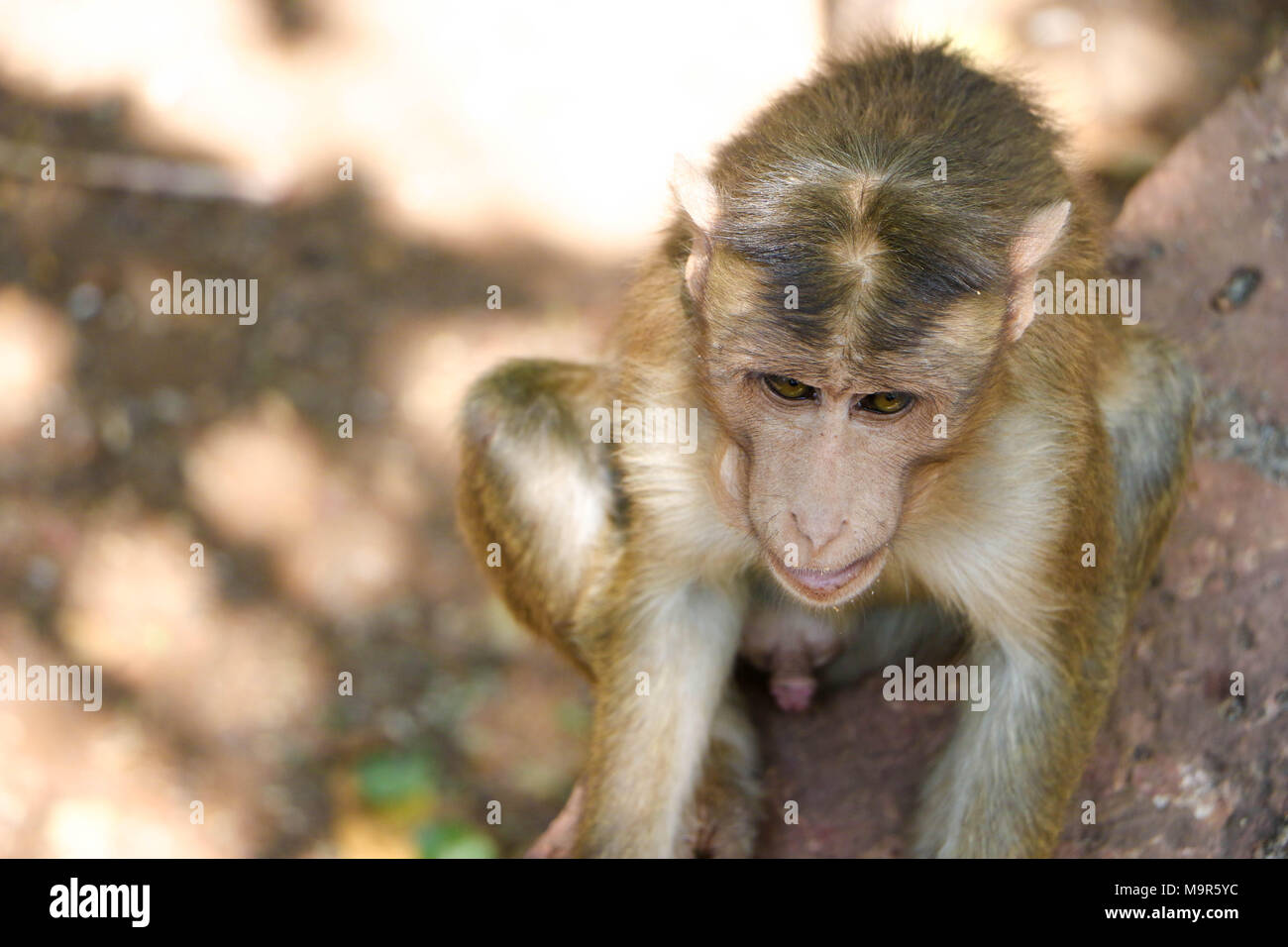Bonnet Macaque, Monkey Stock Photo - Alamy