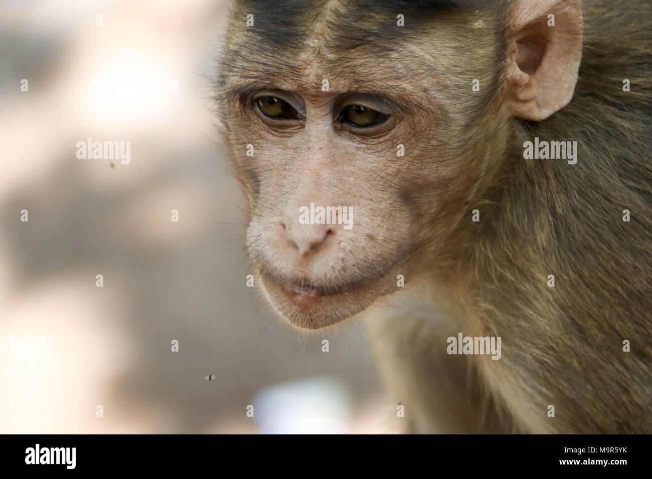 Bonnet Macaque, Monkey Stock Photo - Alamy