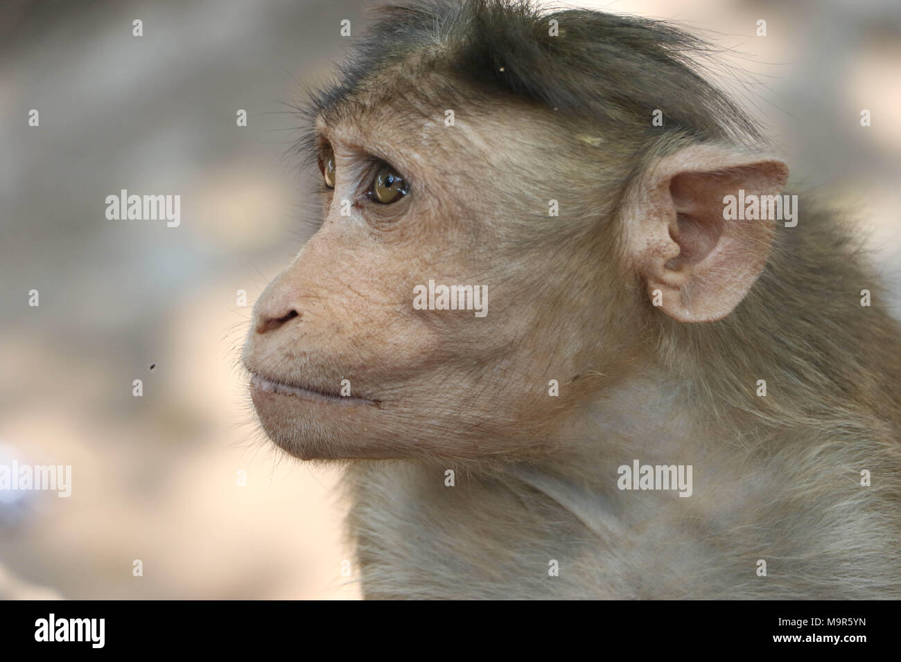 Bonnet Macaque, Monkey Stock Photo - Alamy