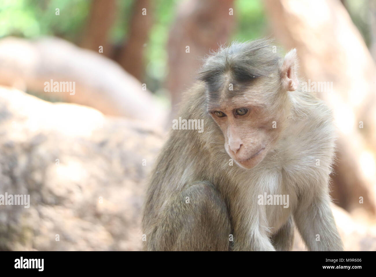 Bonnet Macaque, Monkey Stock Photo - Alamy