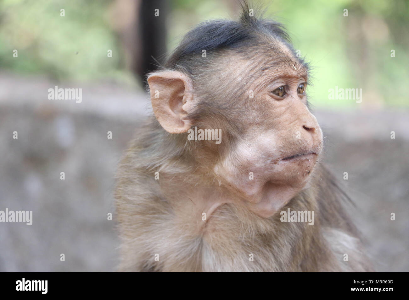 Bonnet Macaque, Monkey Stock Photo - Alamy