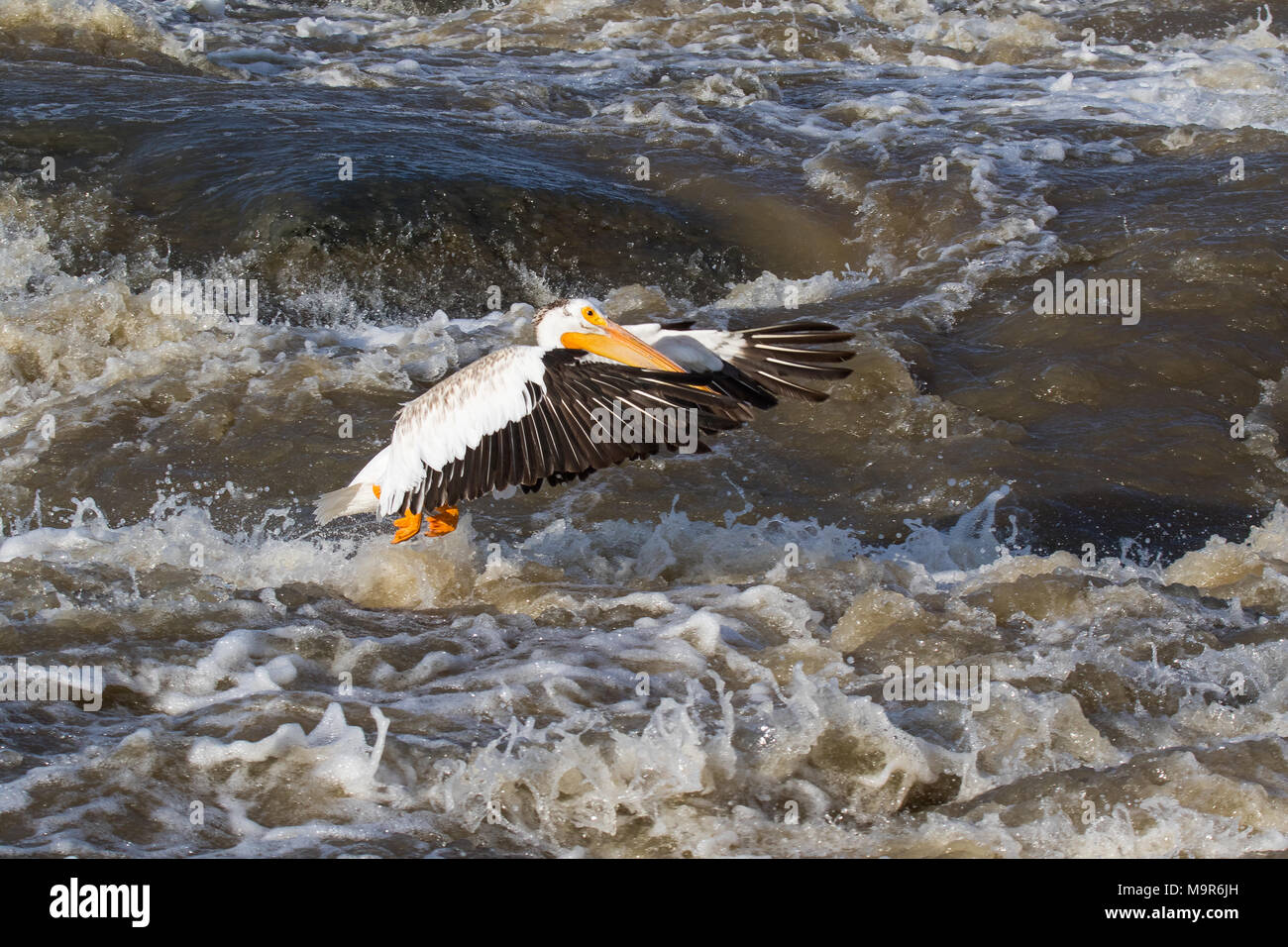 Protected_species hi-res stock photography and images - Alamy