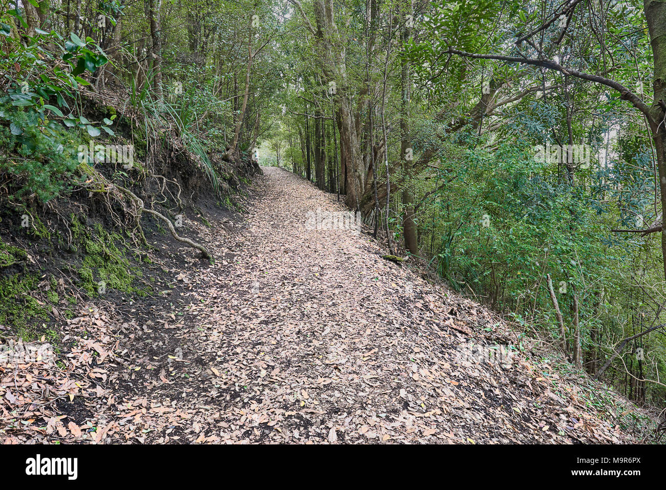 Rangitoto island summit track hi-res stock photography and images - Alamy