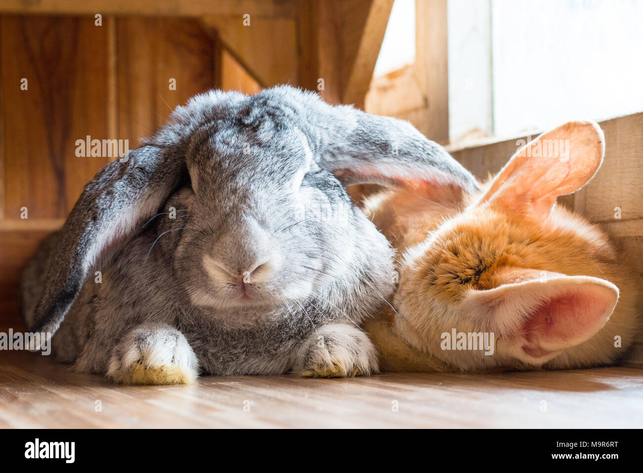 giant rabbit,fennec fox in easter day isolate on background,front view ...