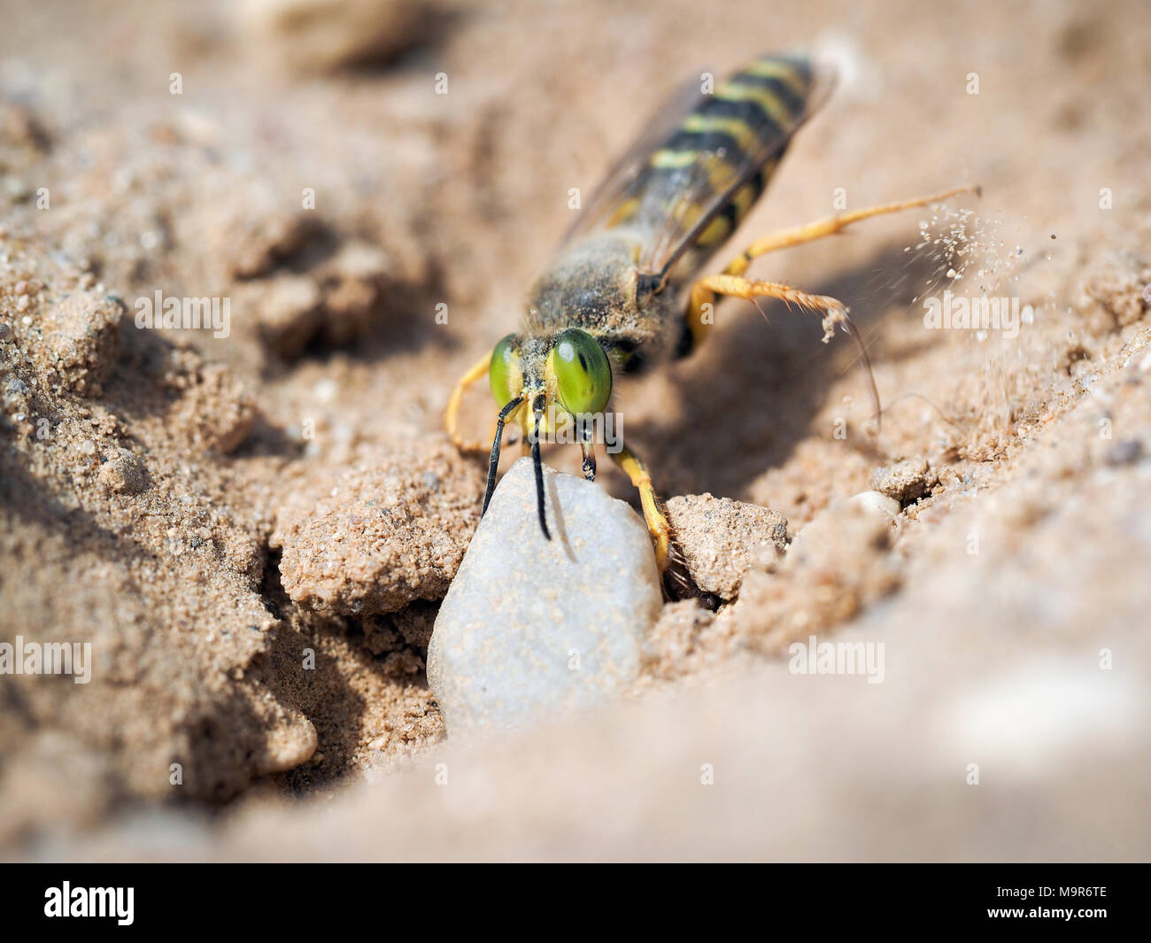Bembix rostrata is digging a hole in the sand. Sand wasp dragging a ...