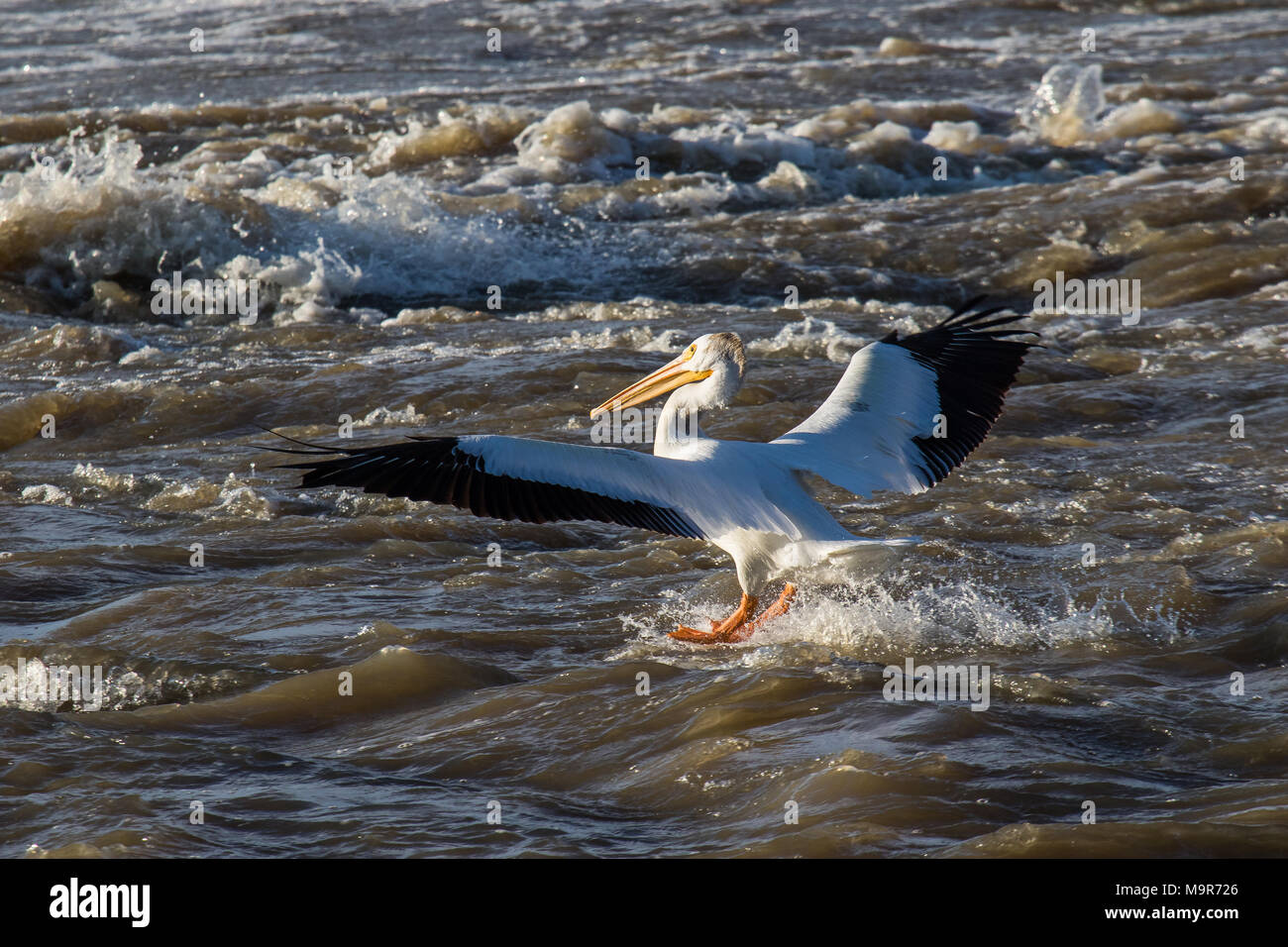 Mating Pelicans High Resolution Stock Photography and Images - Alamy