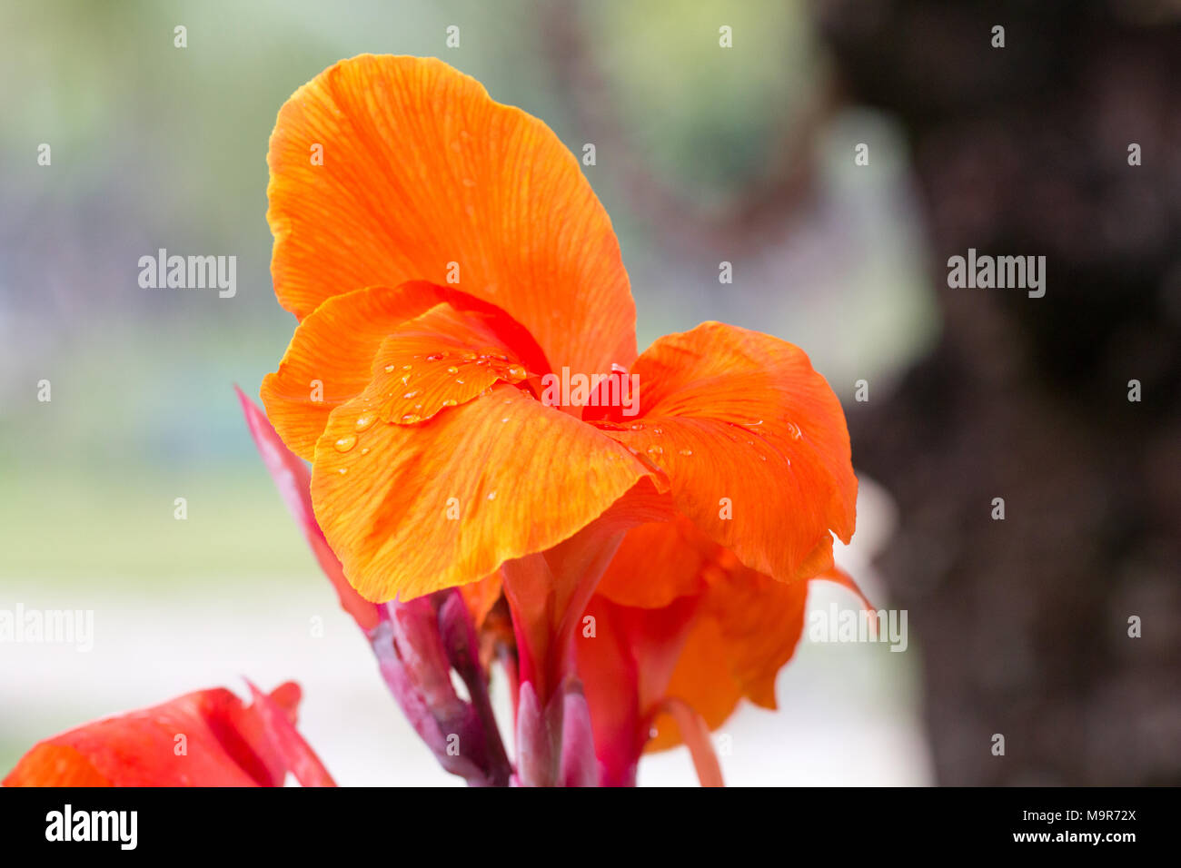 Indian lilly hi-res stock photography and images - Alamy