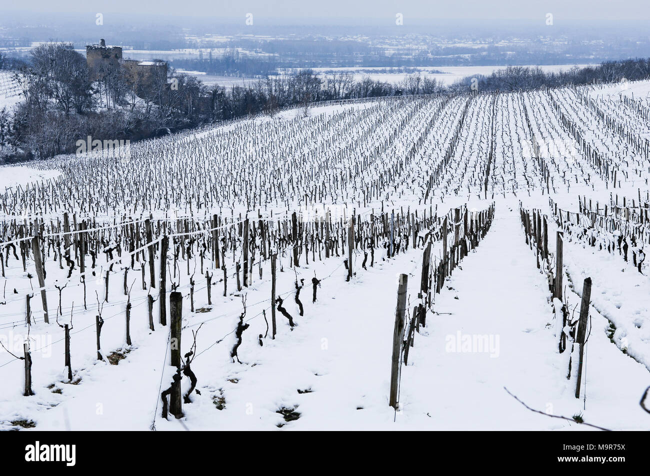 Snow covered vineyards-Bordeaux Vineyards Stock Photo - Alamy
