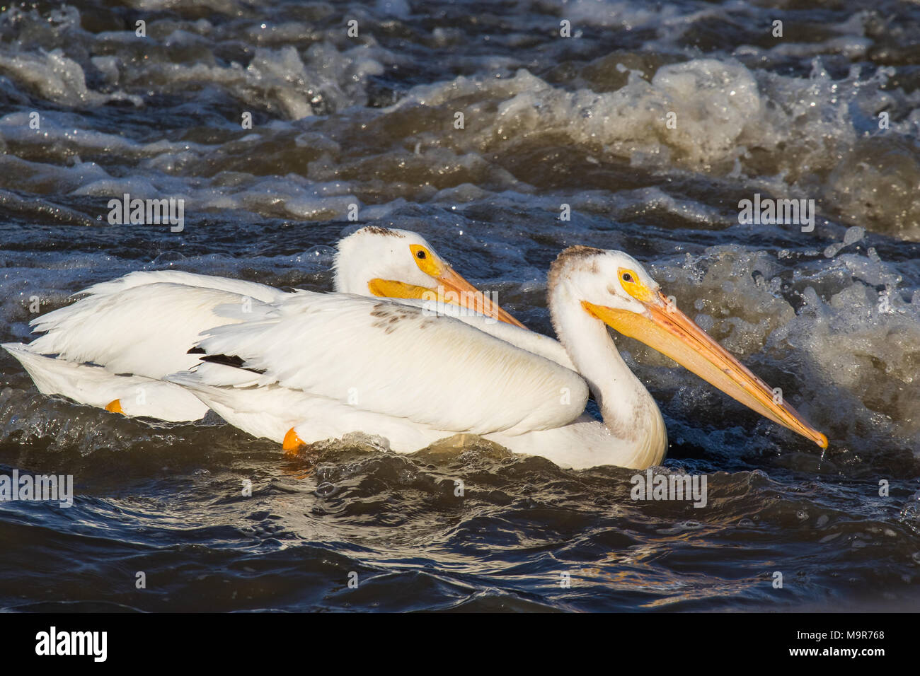 Great White Pelicans (Pelecanus onocrotalus) flying over to Canadian ...