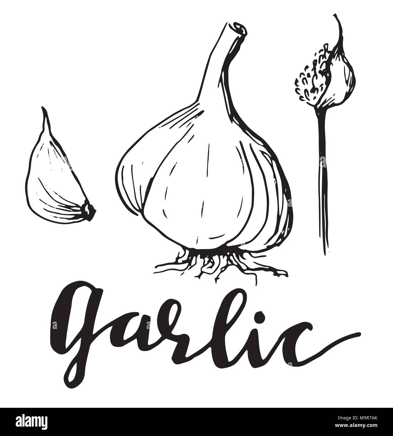 Hand drawn sketch garlic group Farm vegetables poster Stock Vector ...