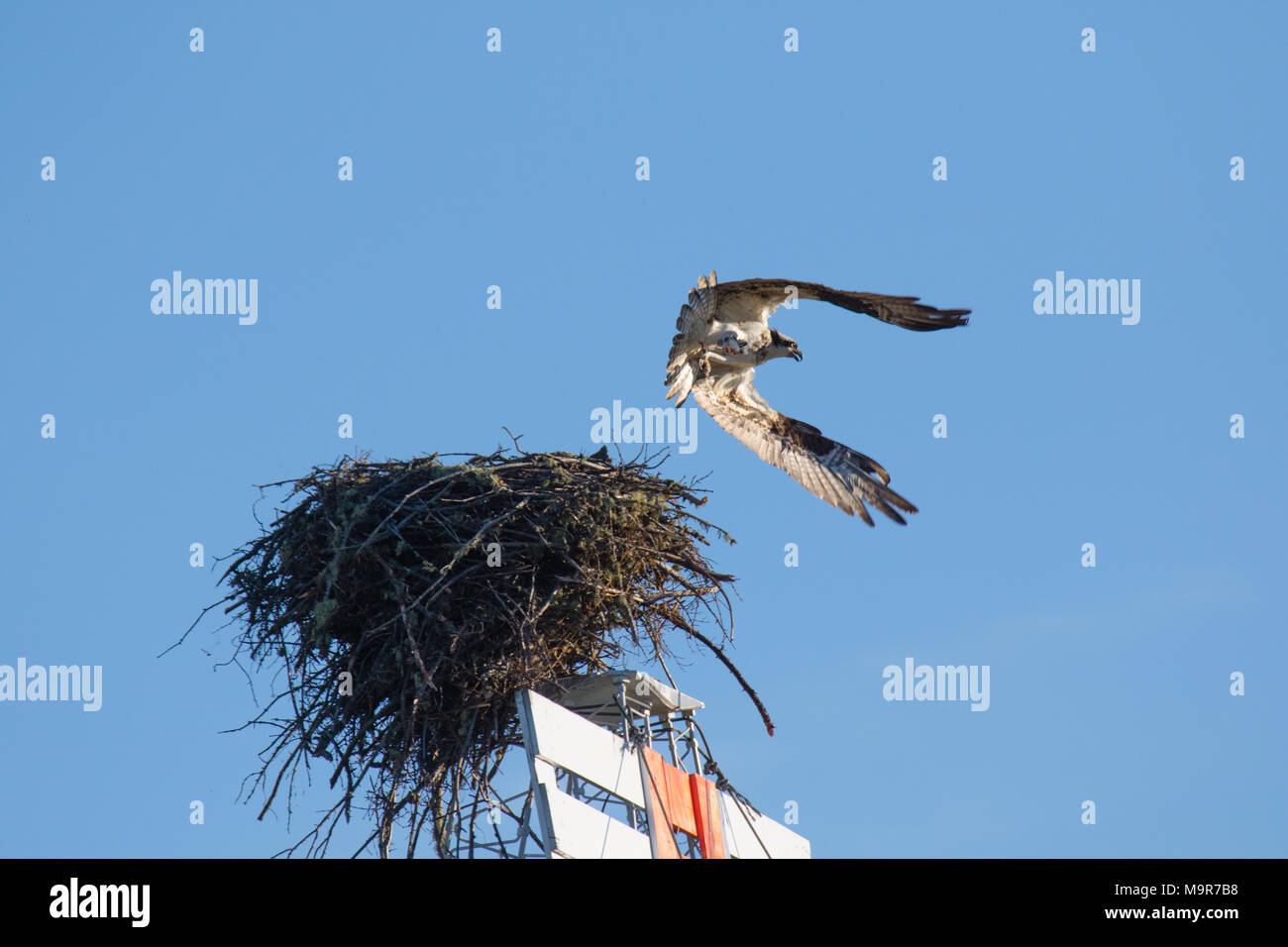 Seahawk bird hi-res stock photography and images - Alamy