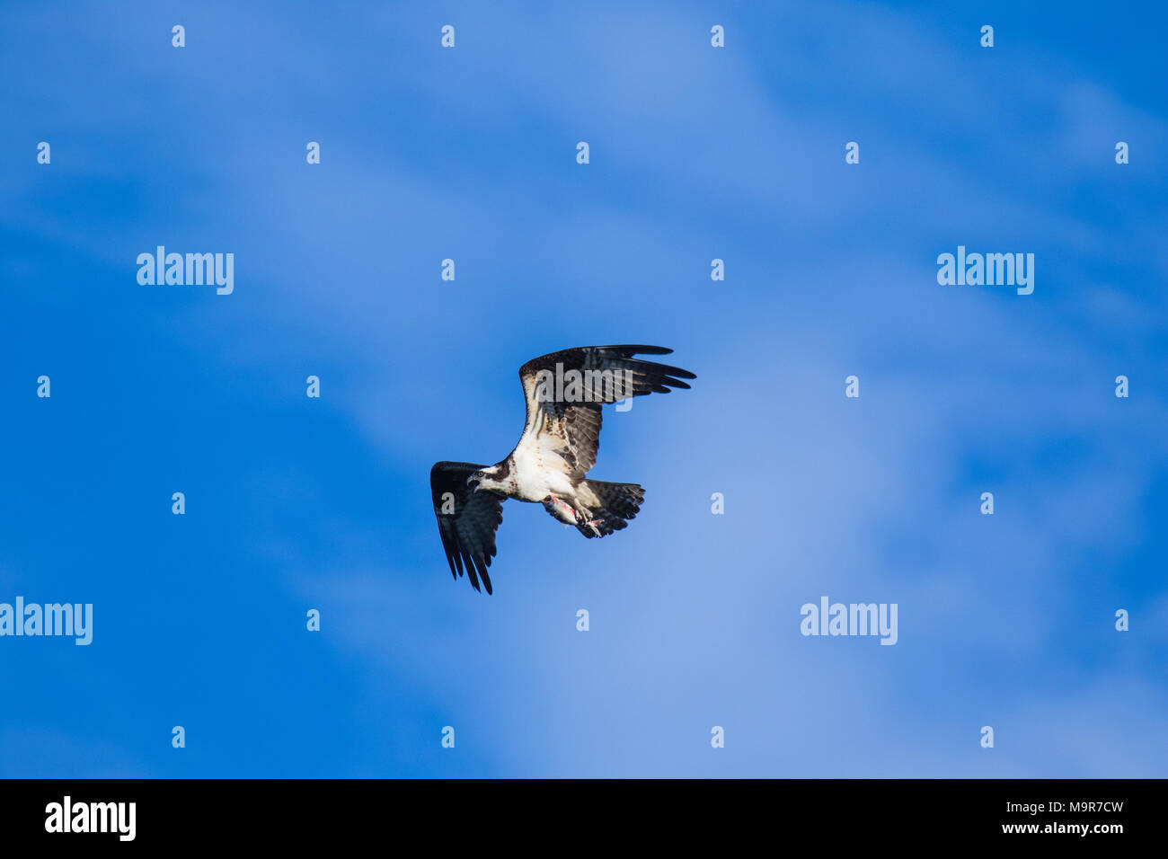 Seahawk bird hi-res stock photography and images - Alamy
