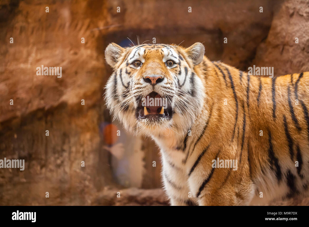 a coloured tiger portrait in a park Stock Photo - Alamy