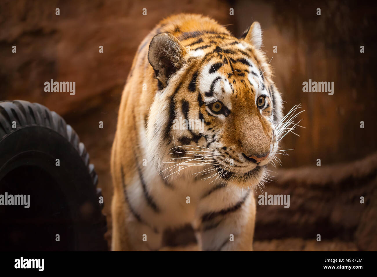 Tiger body hi-res stock photography and images - Alamy