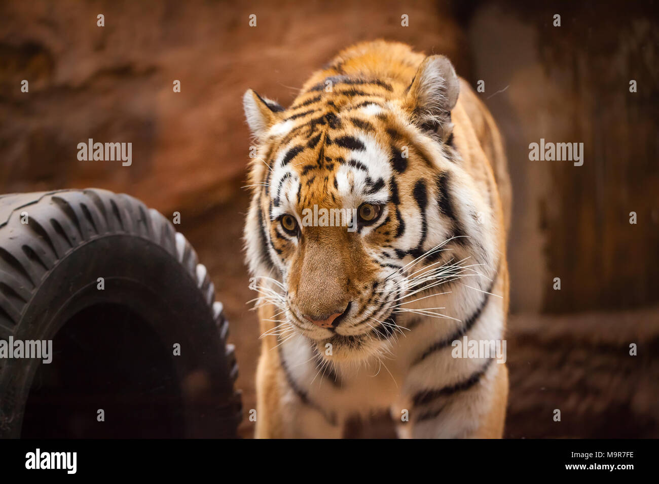 a coloured tiger portrait in a park Stock Photo - Alamy