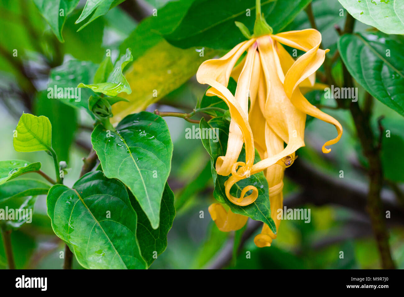 White Champaka flower isolate on background in spring summer,front view ...
