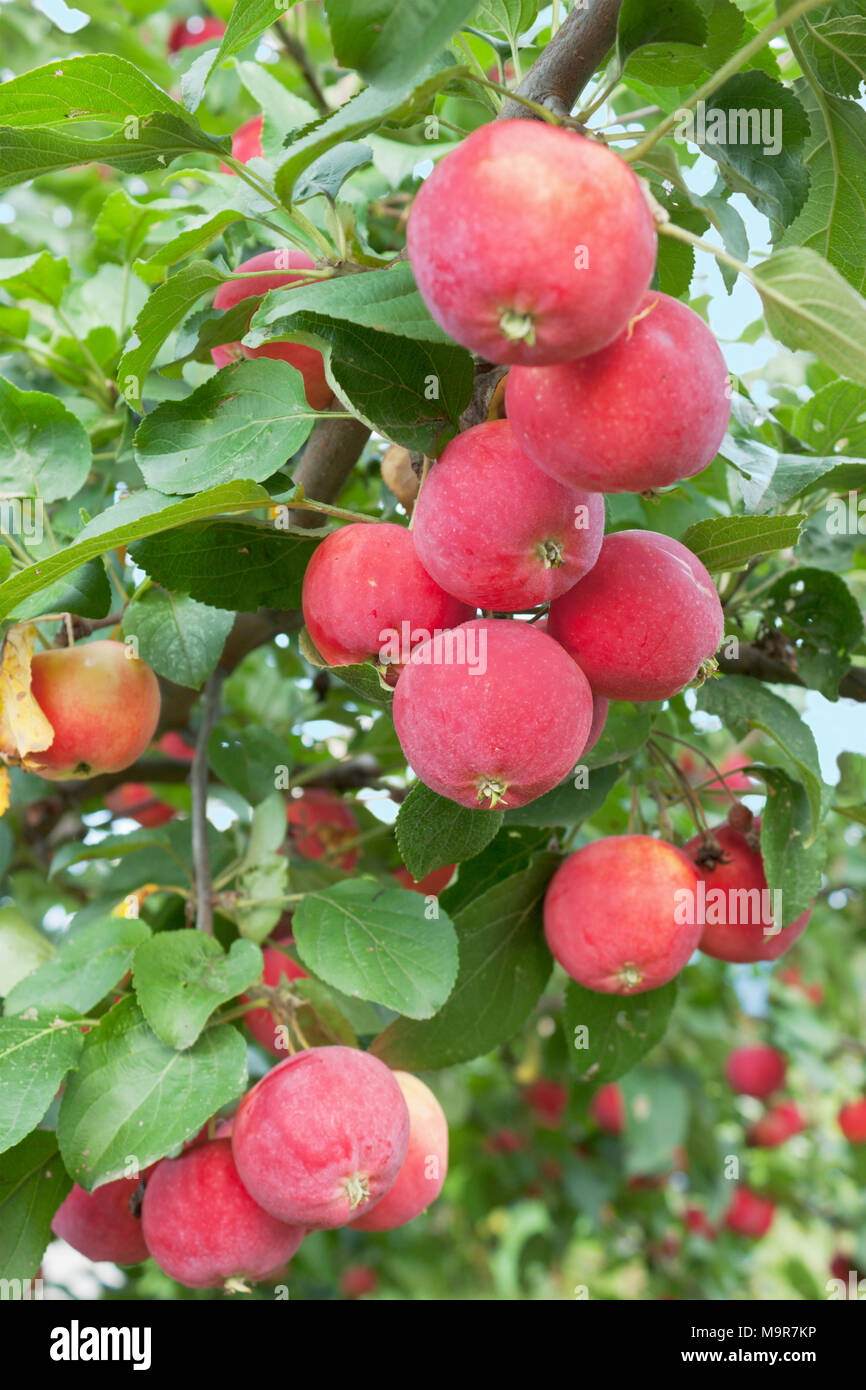 Red apples on a branch in August Stock Photo - Alamy