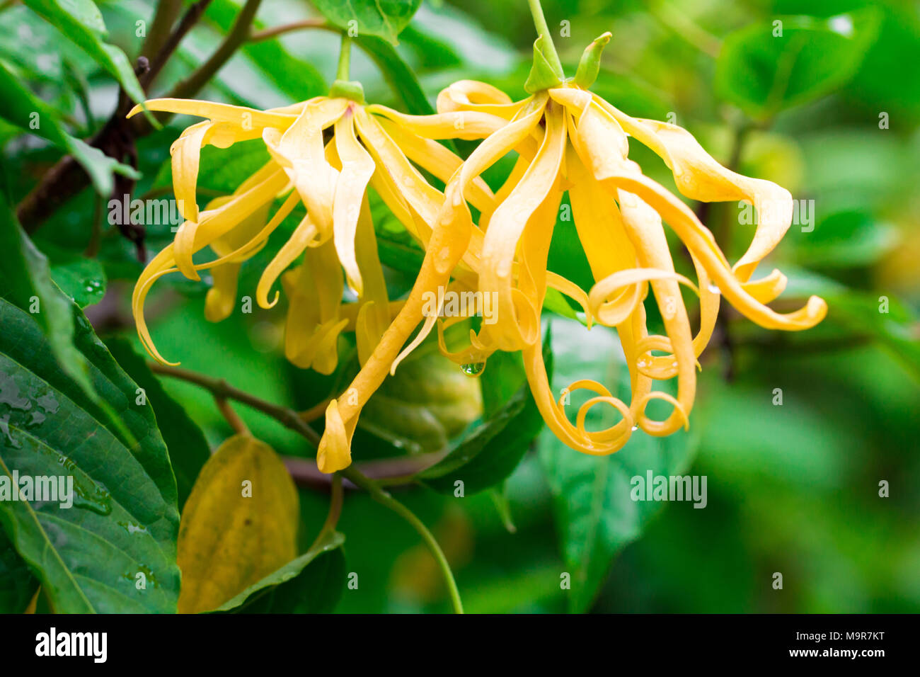 White Champaka flower isolate on background in spring summer,front view ...
