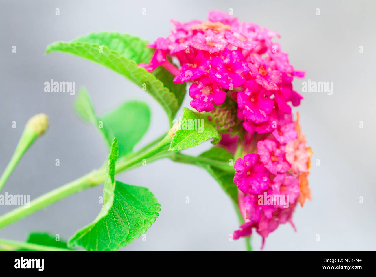 Celosia cristata flower isolate on background in spring summer,front ...