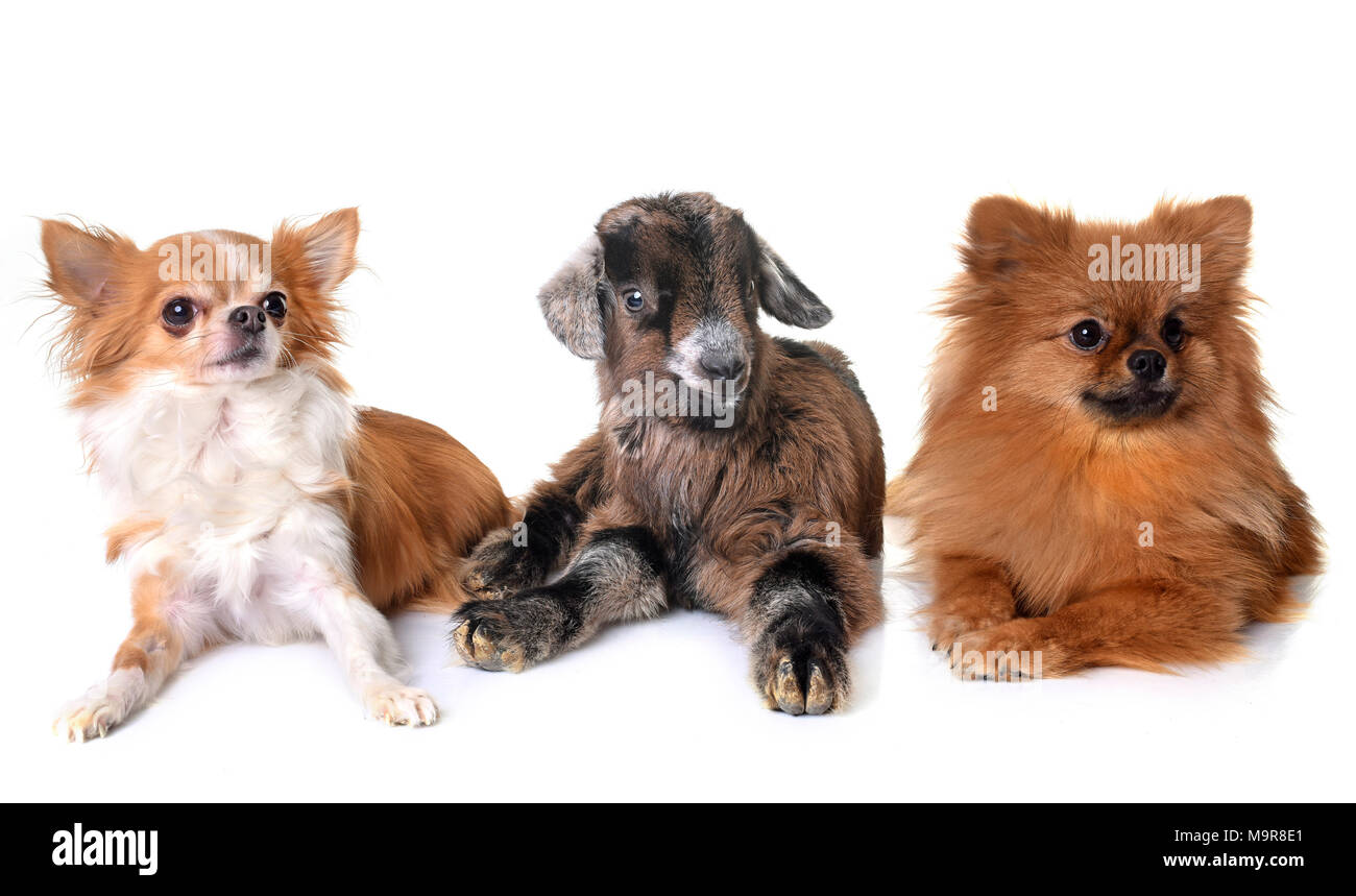 brown kid and dogs in front of white background Stock Photo - Alamy