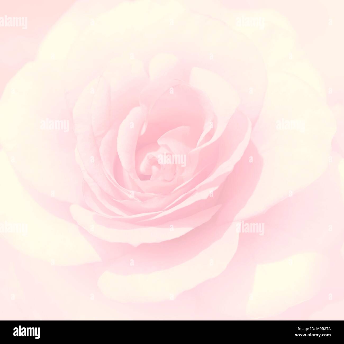 Soft focus light pink rose background. Defocused blur rose petals ...