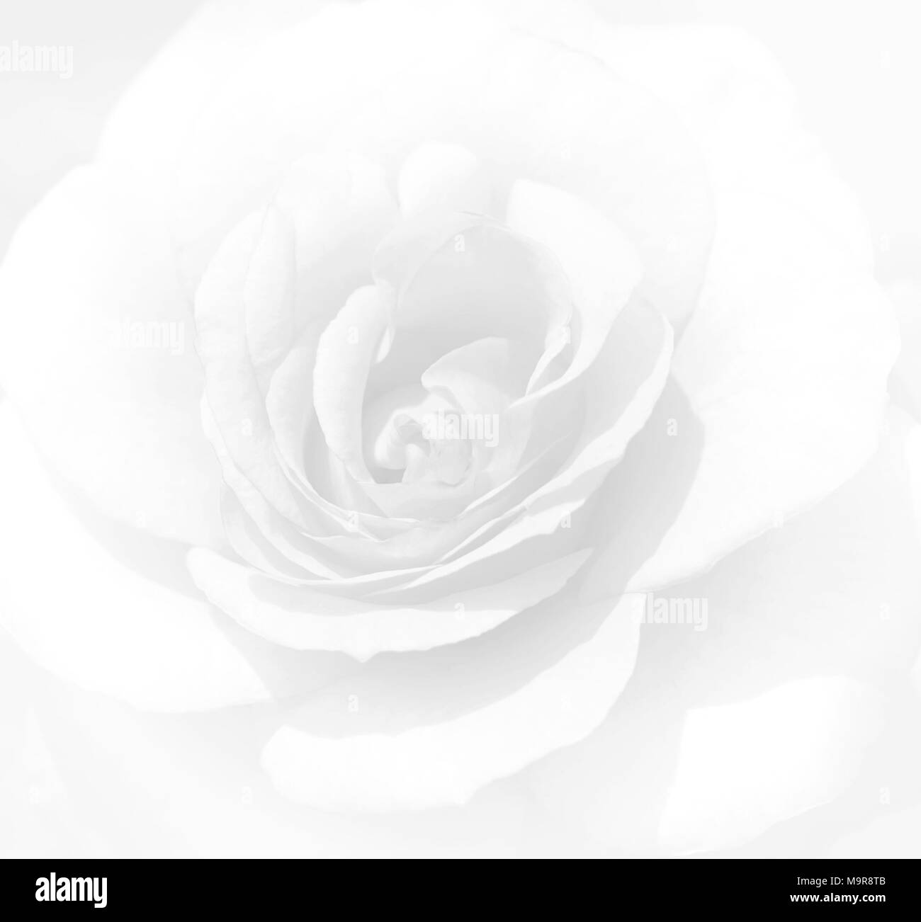 Soft focus white rose background. Defocused blur rose petals, abstract ...