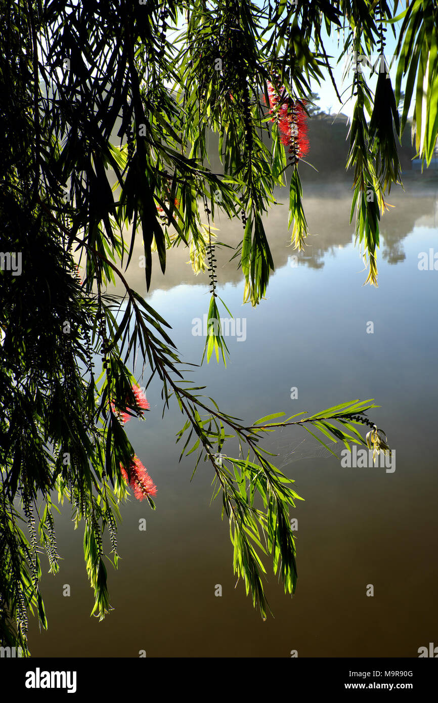 Weeping willow tree and water hi-res stock photography and images - Alamy