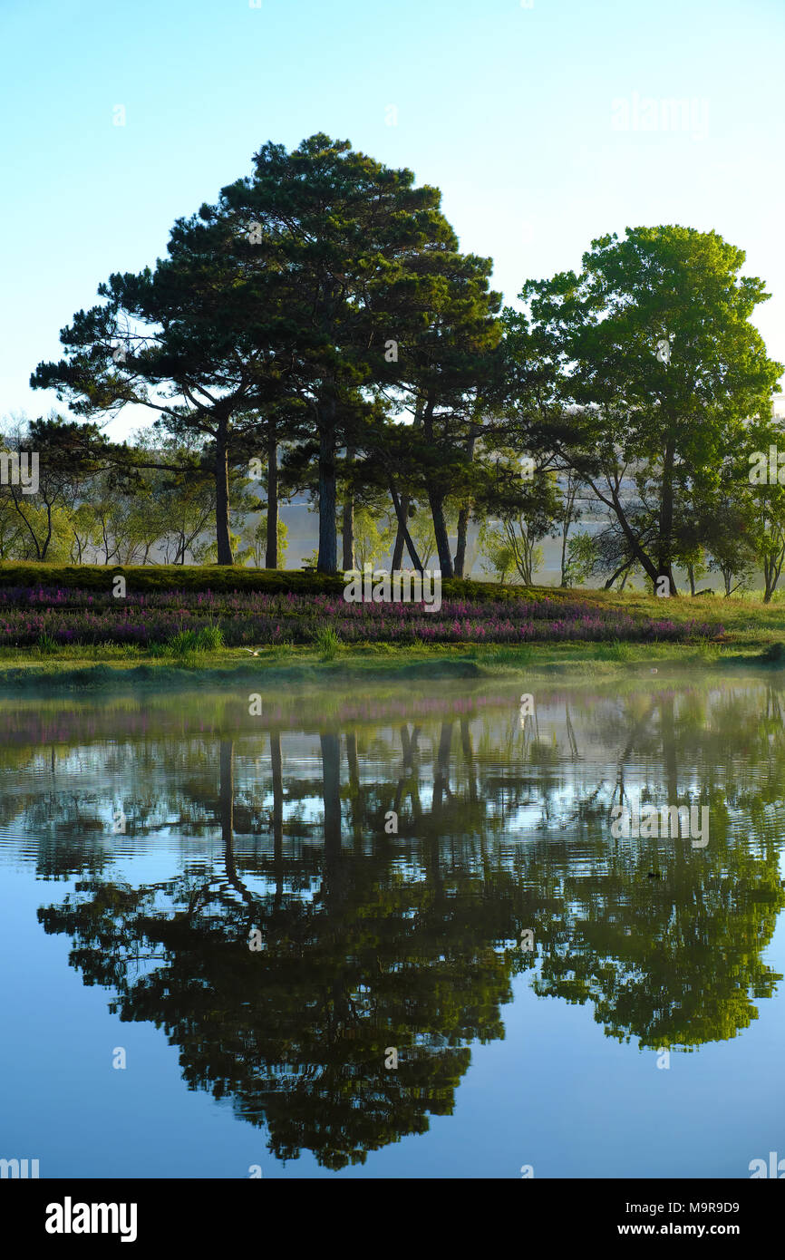 Scenery of Than Tho lake, Da Lat city, Viet Nam in morning, pine tree ...