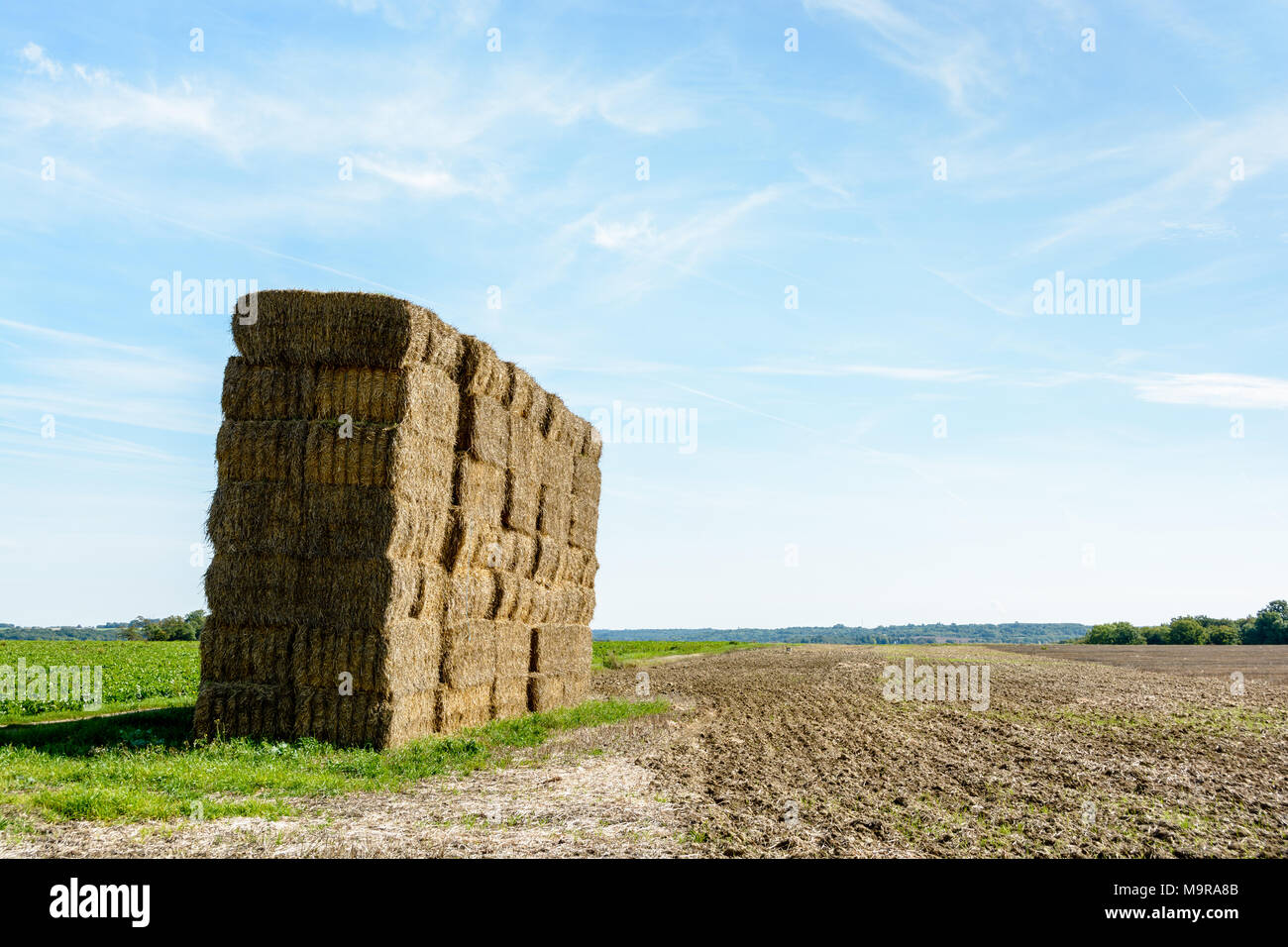 Early in the fall, after harvesting the grain, the dry stalks of wheat ...