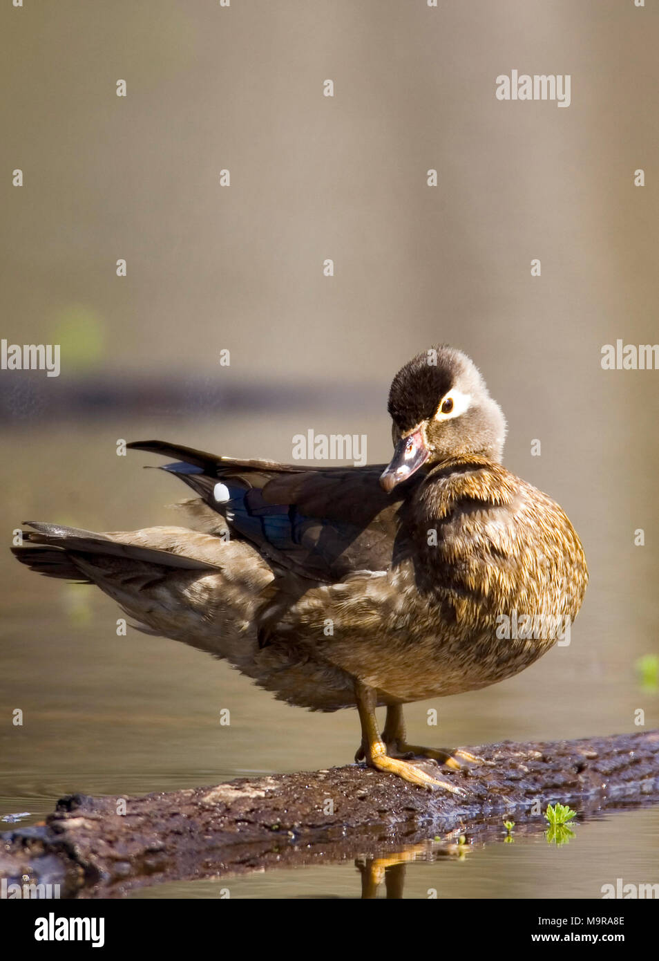 A female wood duck in a pond off the Alabama River Swamp, on an April ...