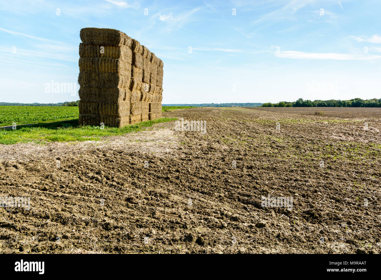 Early in the fall, after harvesting the grain, the dry stalks of wheat ...