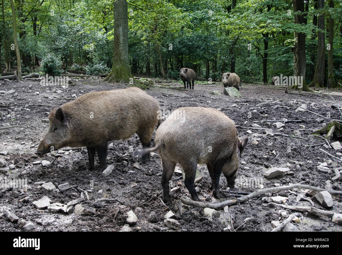 African wild hog hi-res stock photography and images - Alamy