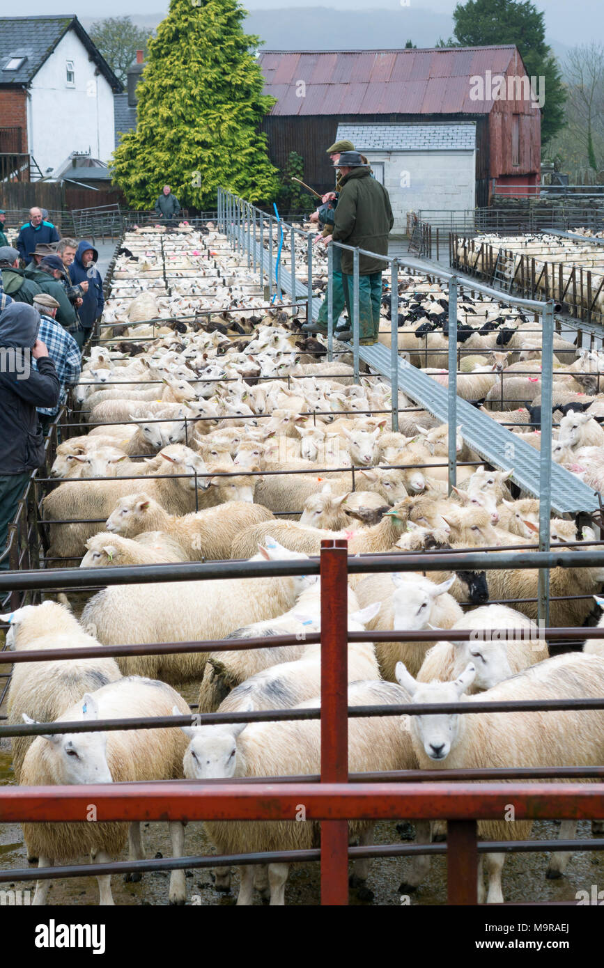 Livestock pens hi-res stock photography and images - Alamy Livestock pens hi-res stock photography and images - Alamy