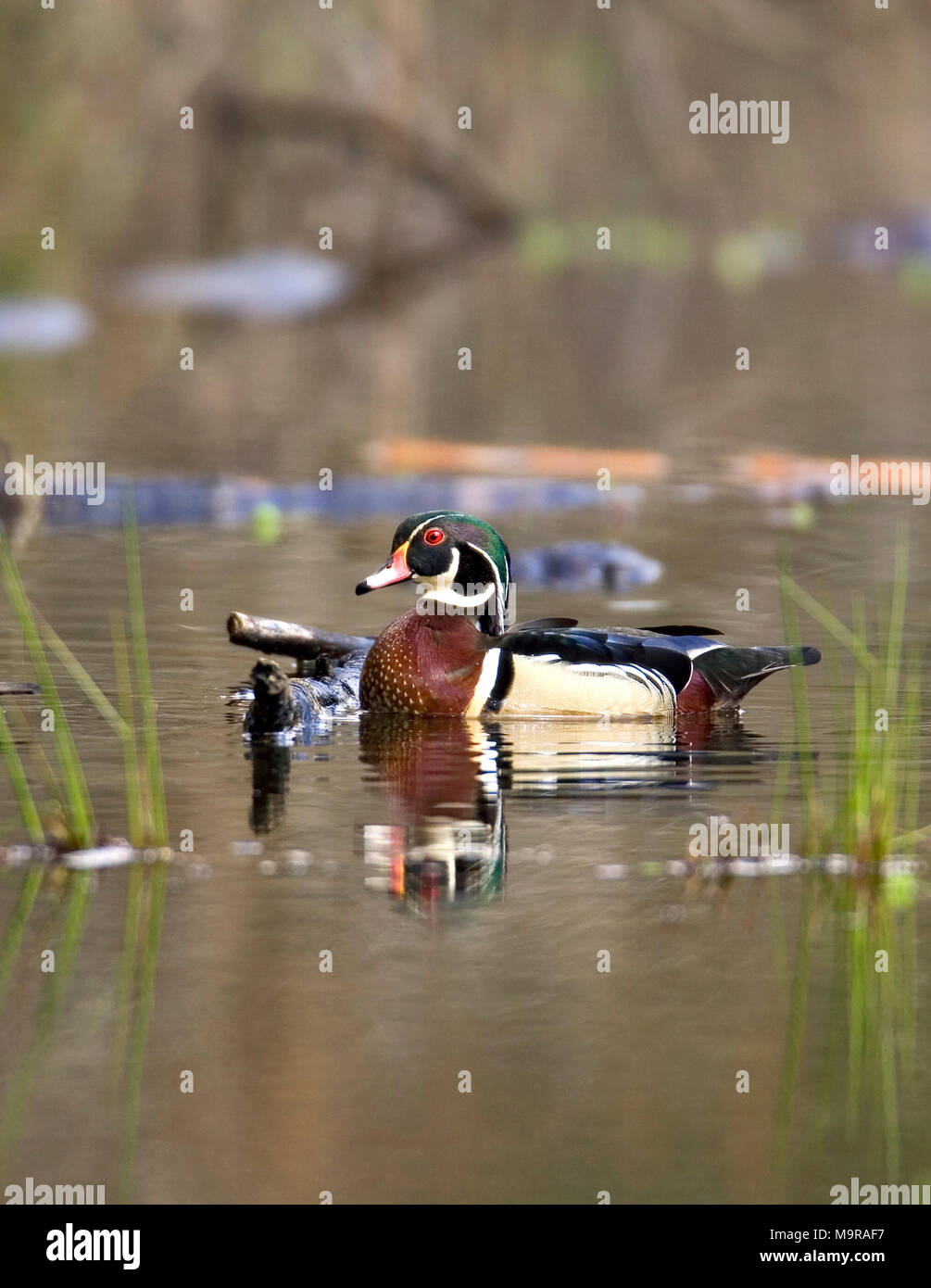 Wood Duck (Carolina duck) in an Alabama River swamp pond, ANATIDAE Aix ...