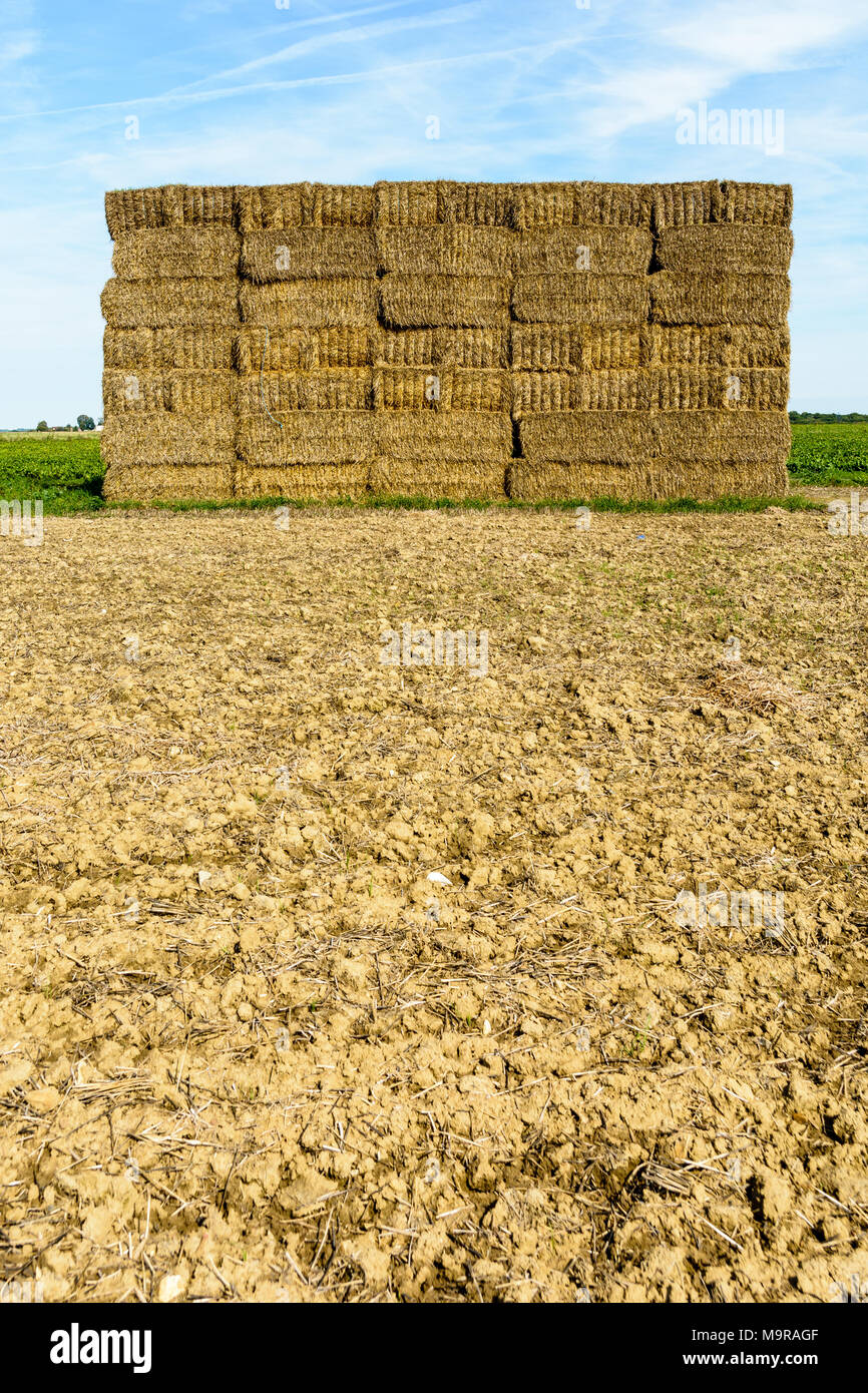 A wall of rectangular bales of straw stacked in a field before being ...