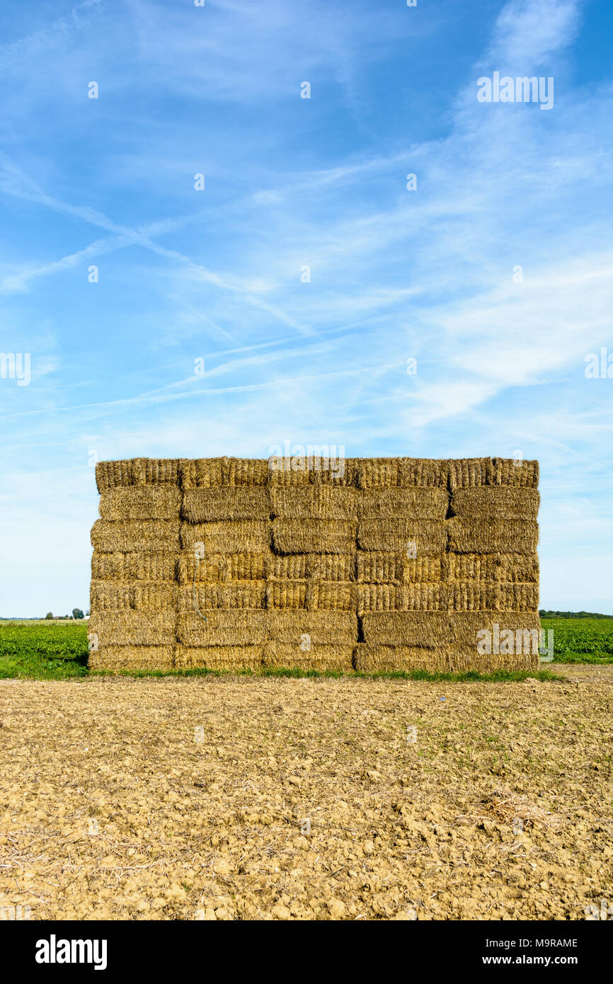 A wall of rectangular bales of straw stacked in a field before being ...