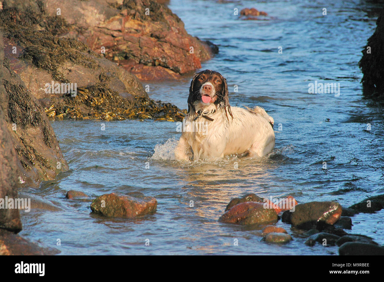 A happy springer spaniel emerging from the sea after having had a swim ...