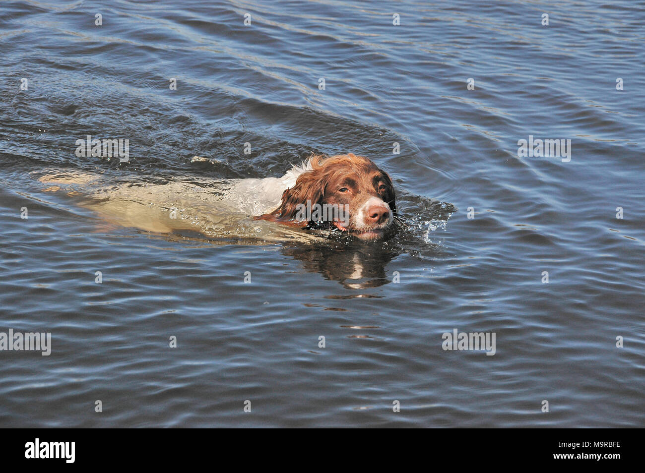 Wet spaniel in water hi-res stock photography and images - Alamy