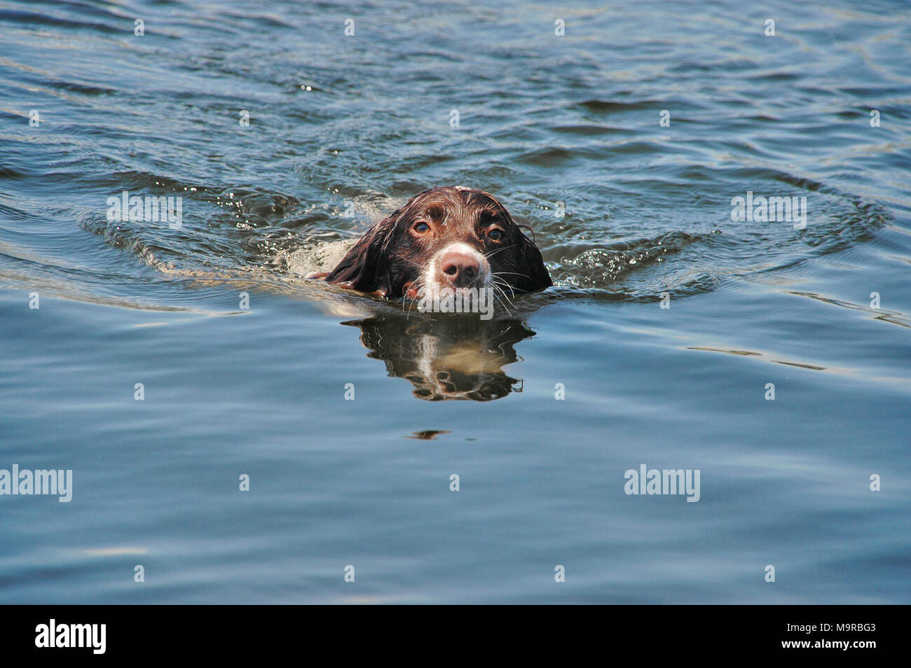 Springer water hi-res stock photography and images - Alamy