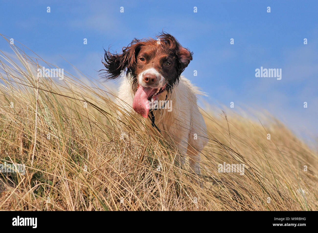 A springer spaniel dog running in long coastal beach grass along the ...