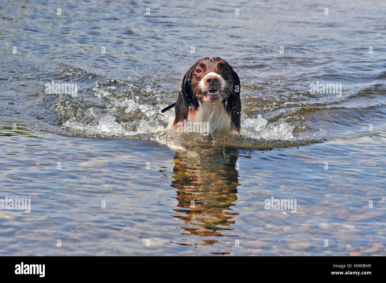 A springer spaniel swimming in the sea Stock Photo - Alamy