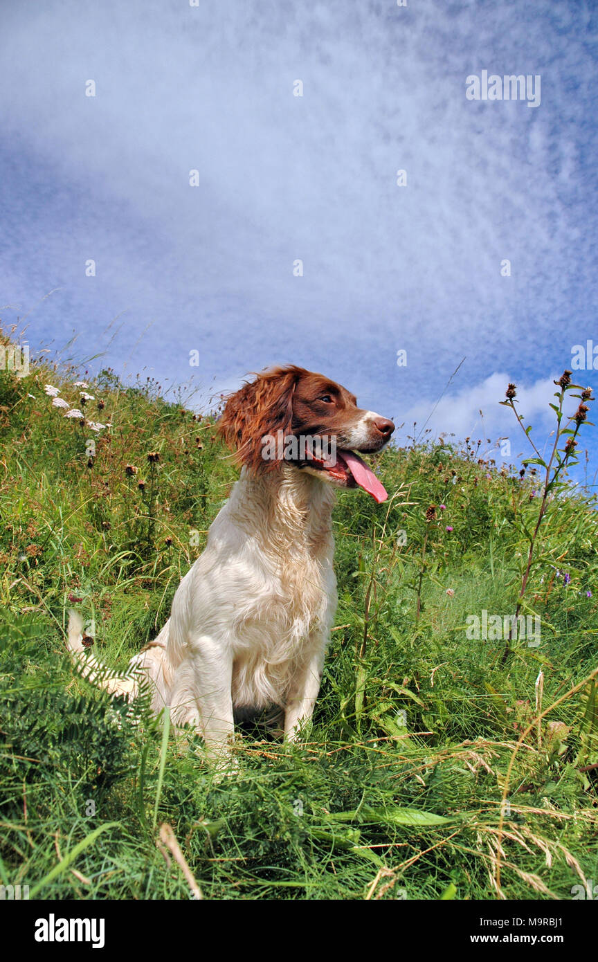 Springer spaniel sitting hi-res stock photography and images - Alamy