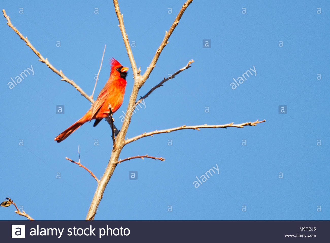 Cardinal Red Beak Bird Stock Photos & Cardinal Red Beak Bird Stock ...
