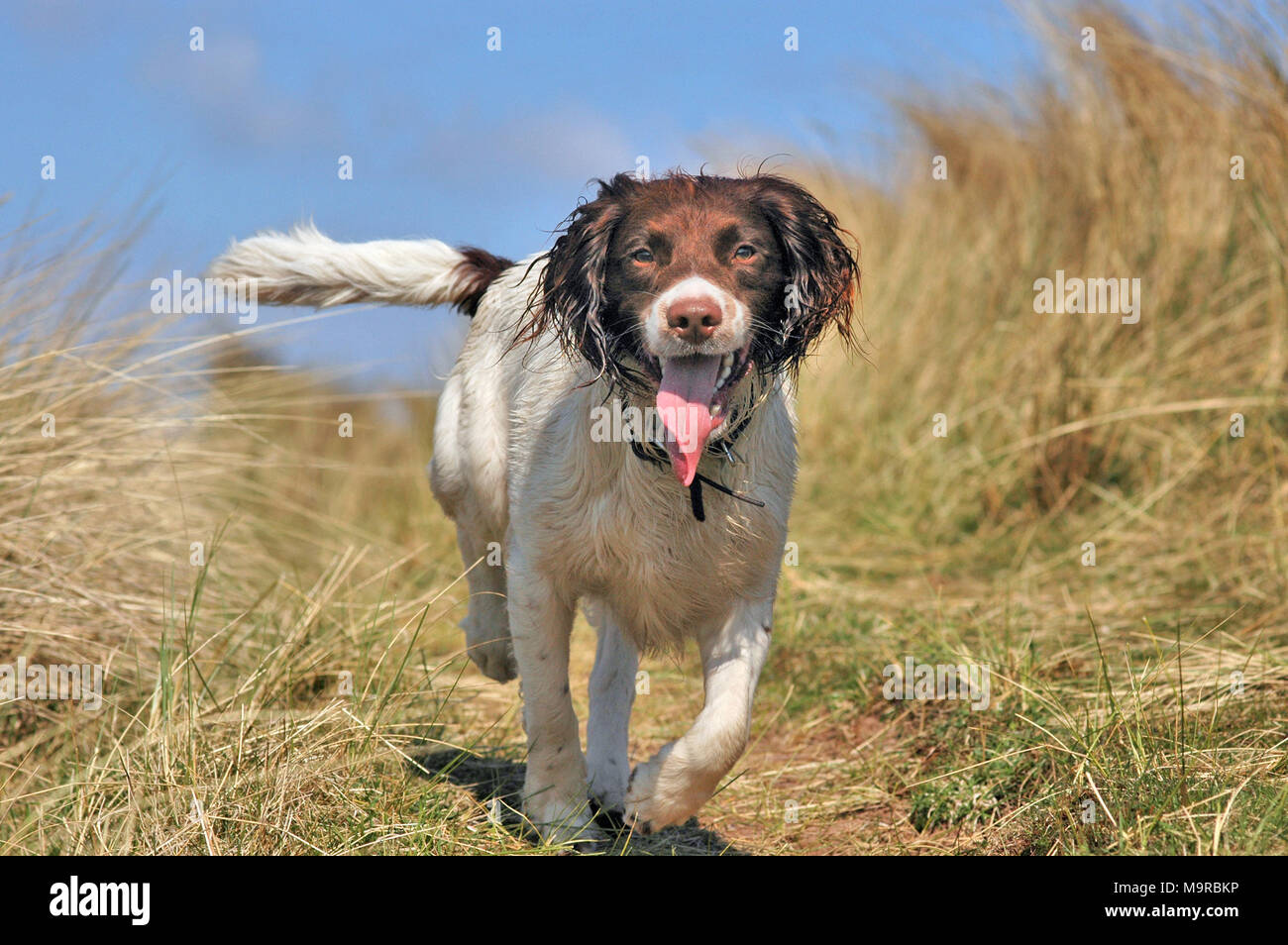 Dog trotting hi-res stock photography and images - Alamy