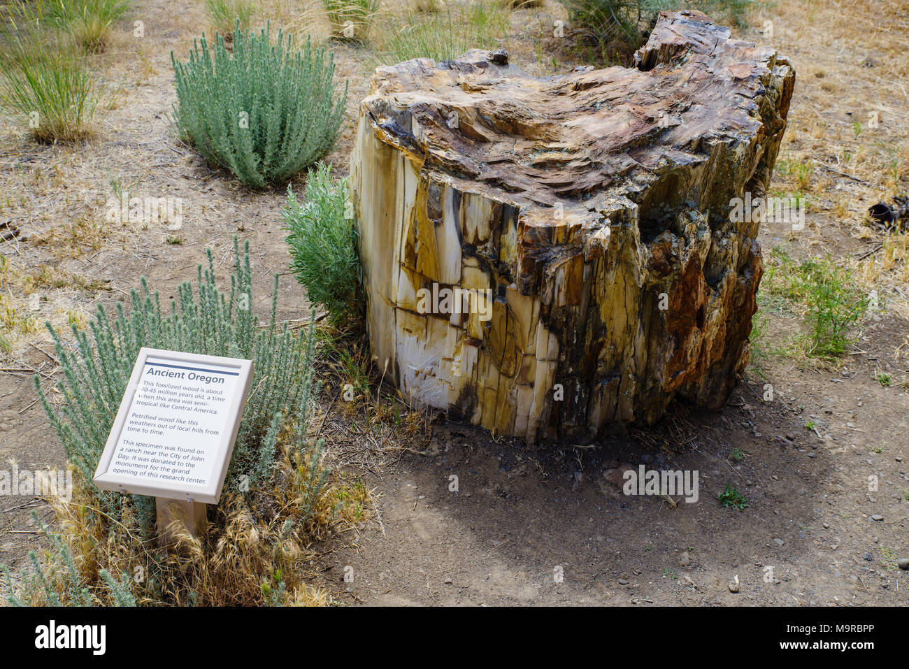 Petrified wood on display at the Thomas Condon Paleontology Center ...