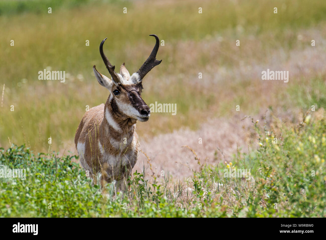 Male Pronghorn grazing in a meadow within the National Bison Range ...