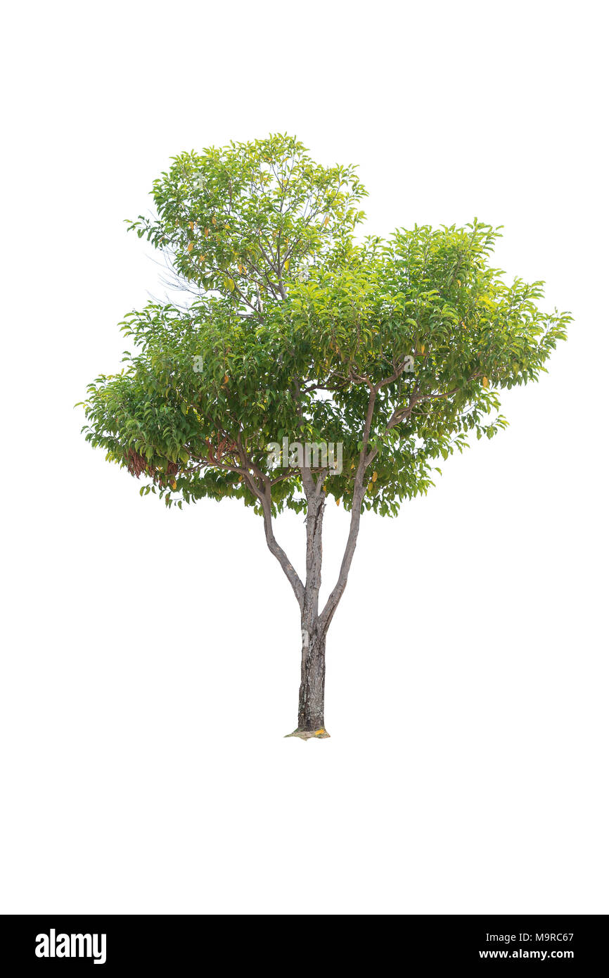 Clouseup Bullet Wood (Mimusops elengi Linn) Tree isolated on white ...