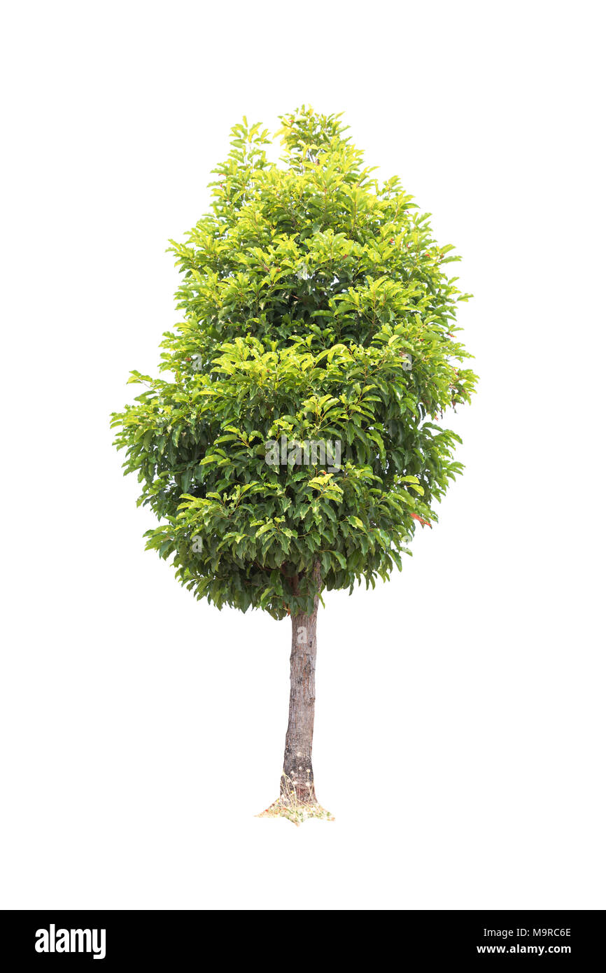 Clouseup Bullet Wood (Mimusops elengi Linn) Tree isolated on white ...