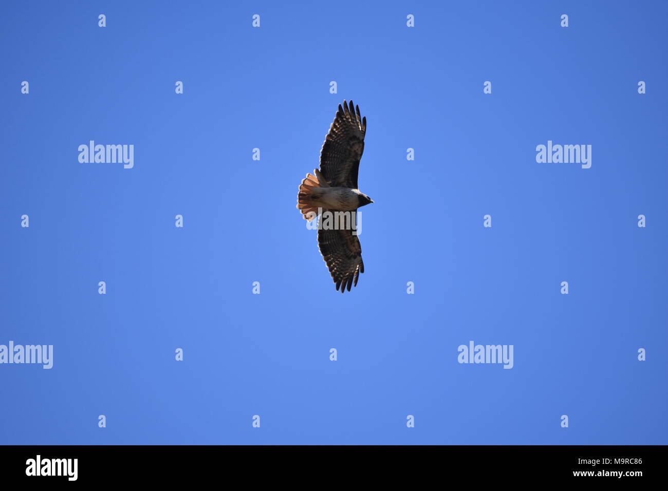 Flying Red Tail Hawk