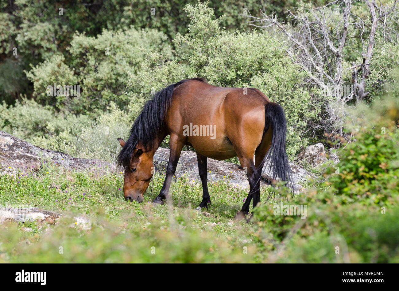 Free living Garrano horses in Faia Brava nature reserve, Western Iberia ...